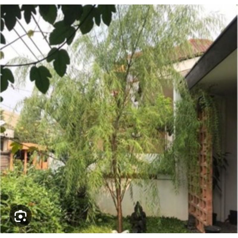 Jual Pohon hias liang liu tinggi 3meter | Shopee Indonesia