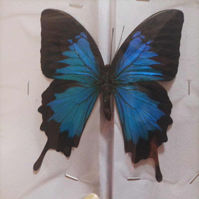 Jual taxydermi awetan serangga kupu kupu Bantimurung papilio family ...
