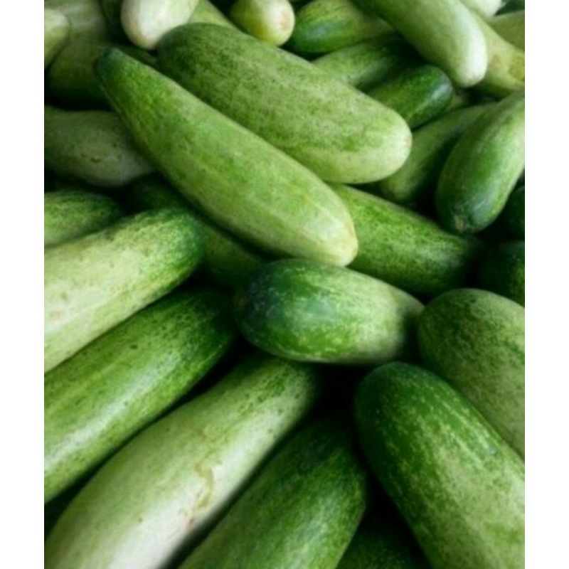 Jual TIMUN SEGAR 500 GR SAYUR SEGAR PALEMBANG | Shopee Indonesia