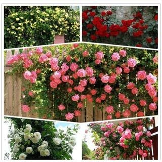 Jual Biji Benih Bibit Bunga Mawar Rambat Red Climbing Rose | Shopee ...