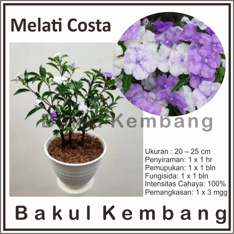 Jual Bibit melati costa (Brunfelsia uniflora)wangi - Tanaman lifentoni ...