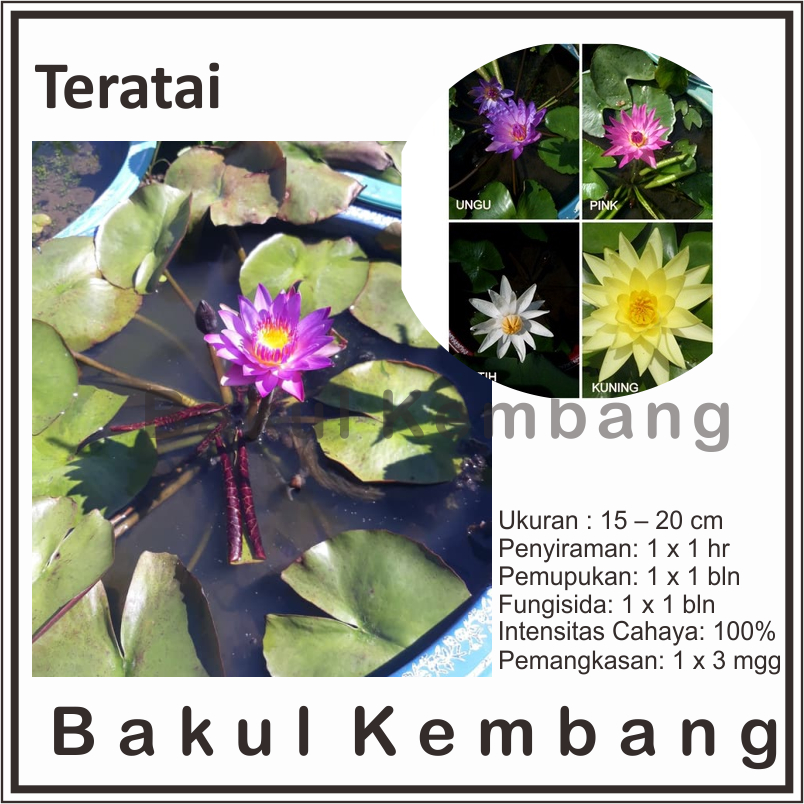Jual Teratai (Nymphaea)Murah -BERVARIASI- Bibit Bunga Teratai / Tanaman ...