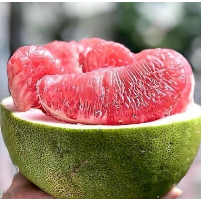 Jual Jeruk Pamelo | Jeruk Bali | Jeruk Bola 1 Pcs | Shopee Indonesia