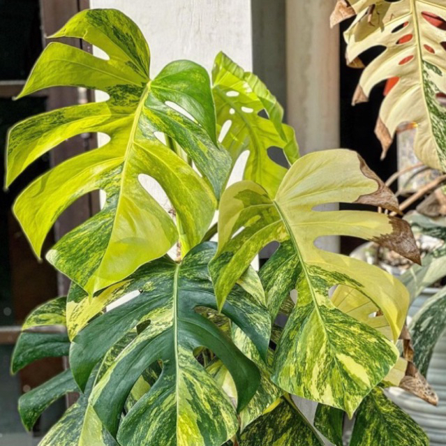 Jual Plantbuys Tanaman Hias Bunga Monstera Marmorata Aurea Yellow ...