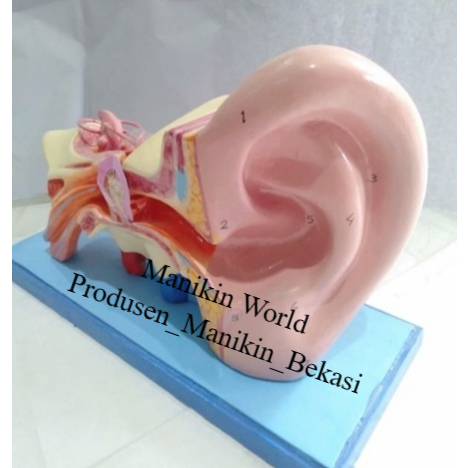 Jual MANIKIN MODEL TELINGA MANUSIA / PHANTOM TELINGA MANUSIA / BAHAN ...