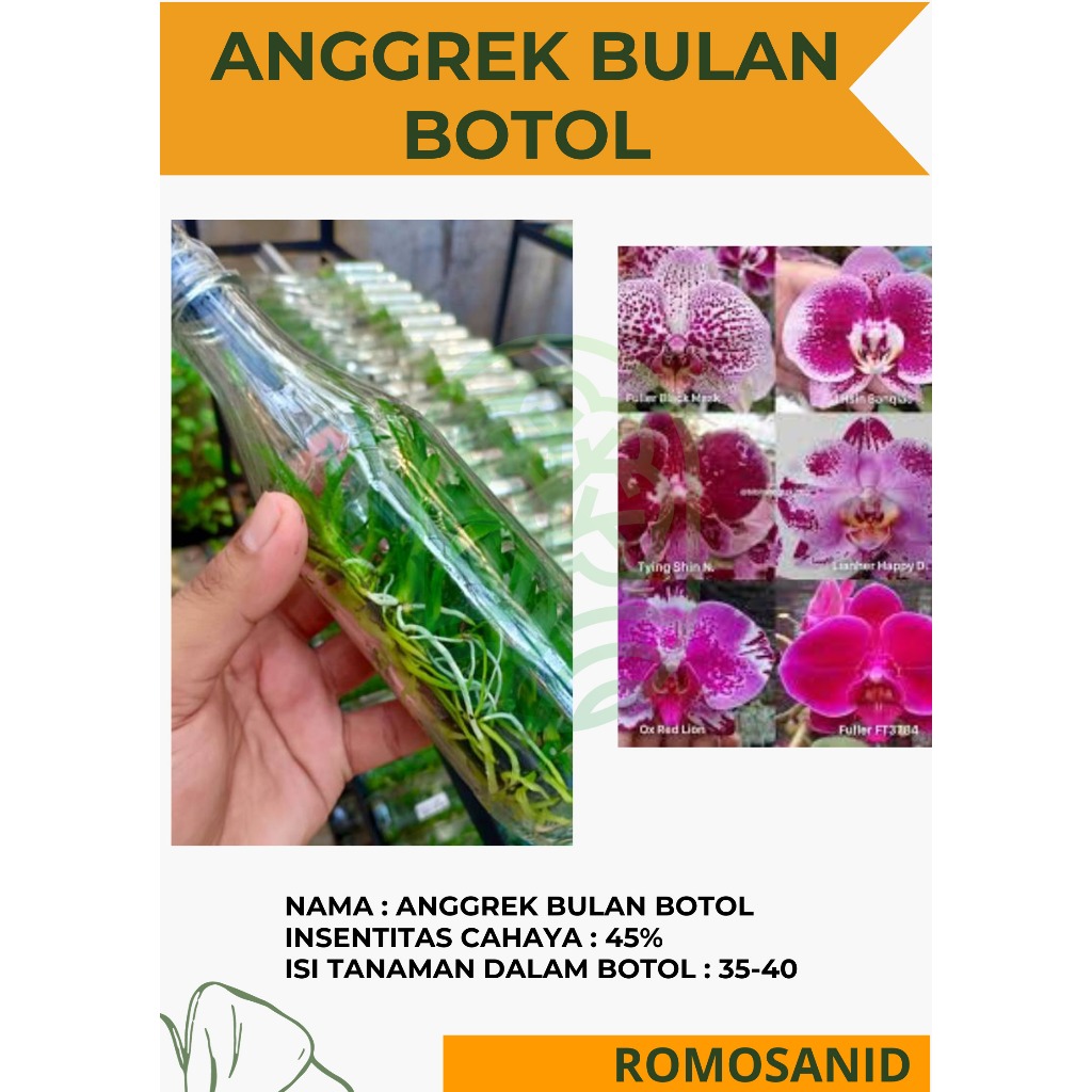Jual ANGGREK BULAN BOTOL anggrek bulan botol anggrek bulan botolan ...