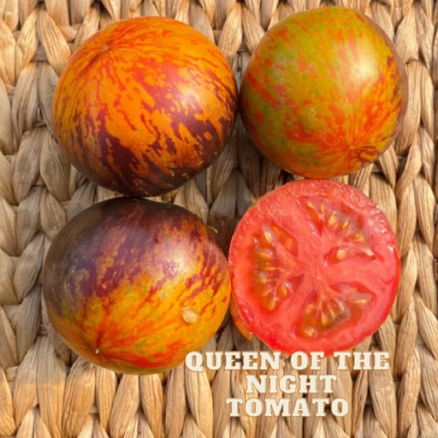 Jual Mini garden - QUEEN OF THE NIGHT TOMATO -rare, heirloom and fresh ...