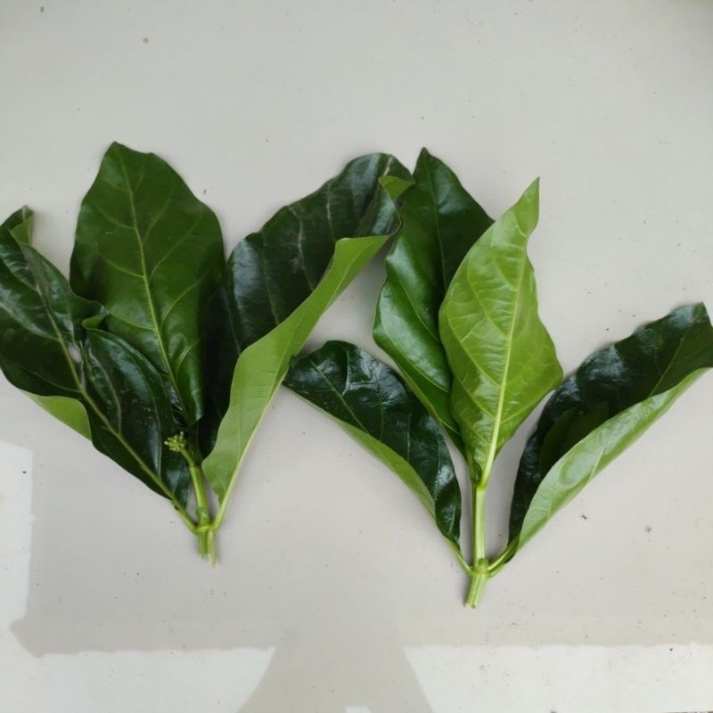 Jual Daun Mengkudu atau Daun Pace segar baru dipetik dari pohon ...