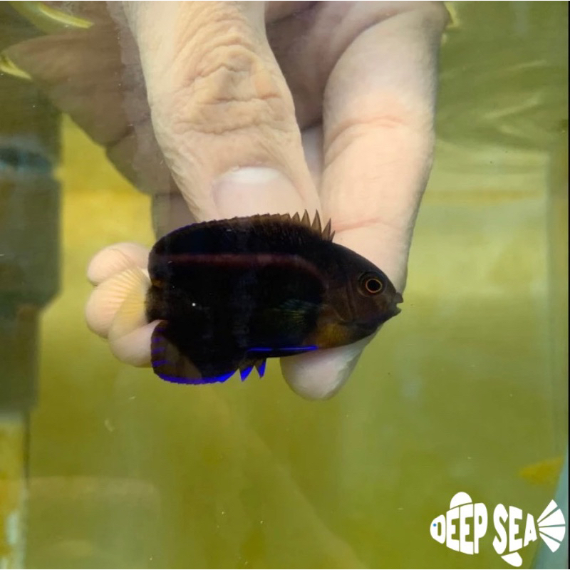 Jual Ikan Hias Air Laut Agel Ungu / Pygmy Yellowtail Angelfish | Shopee ...