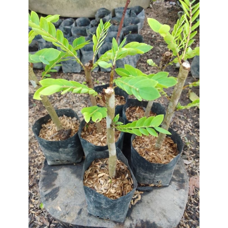 Jual stek pohon kelor merah | Shopee Indonesia