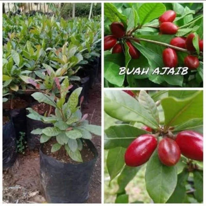 Jual tanaman buah ajaib miracle fruit tanaman buah herbal | Shopee ...
