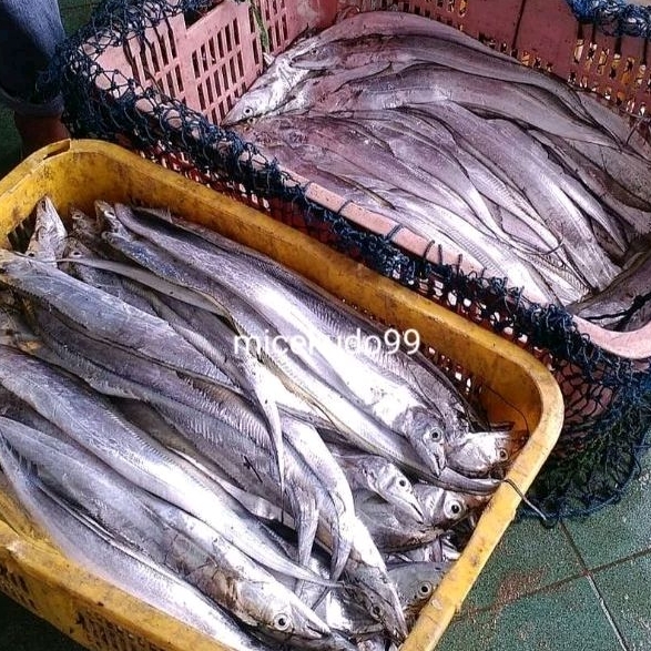 Jual IKAN LAYUR SEGAR FRESH IKAN LAUT LAYUR FISH SEAFOOD | Shopee Indonesia