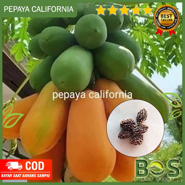 Jual Bosplant - 5 Benih / Bibit Pepaya California F1 Asli Calina ...