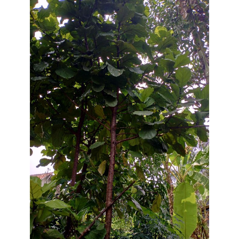 Jual Pohon Ketapang biola T4meter | Shopee Indonesia