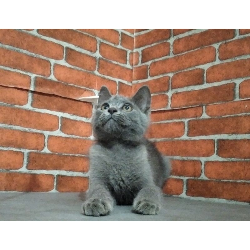 Jual kucing kitten British shorthair bluesolid betina | Shopee Indonesia