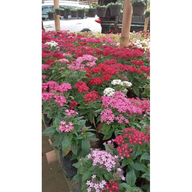 Jual Tanaman Bunga Pentas Tanaman Hias Dan Juga Vegetasi Lebah Madu