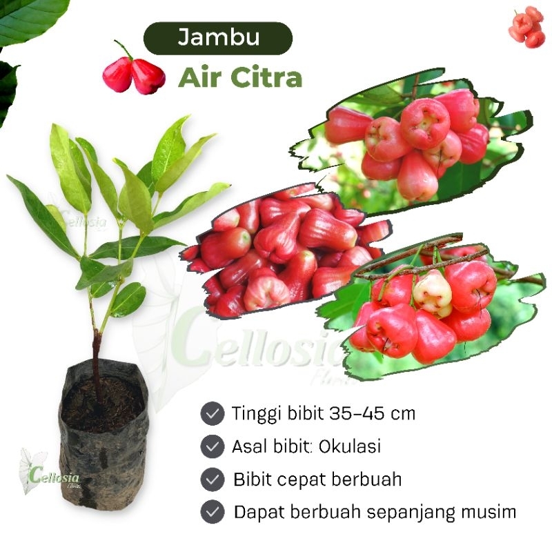Jual Bibit Tanaman Buah Jambu Air Citra Merah Jumbo Okulasi | Shopee ...