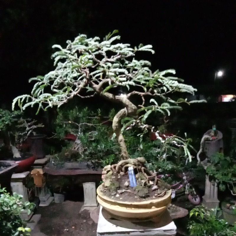 Jual BONSAI ASEM JAWA SESUAI FOTO | Shopee Indonesia