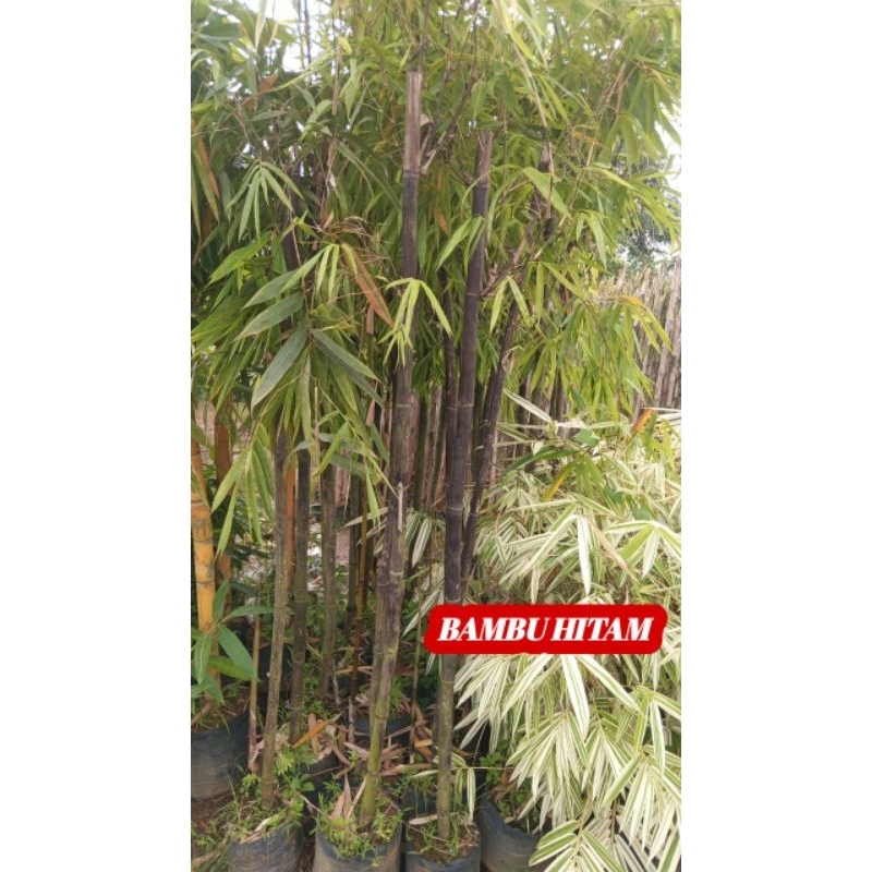 Jual BIBIT BAMBU HITAM TINGGI 2 METER | Shopee Indonesia