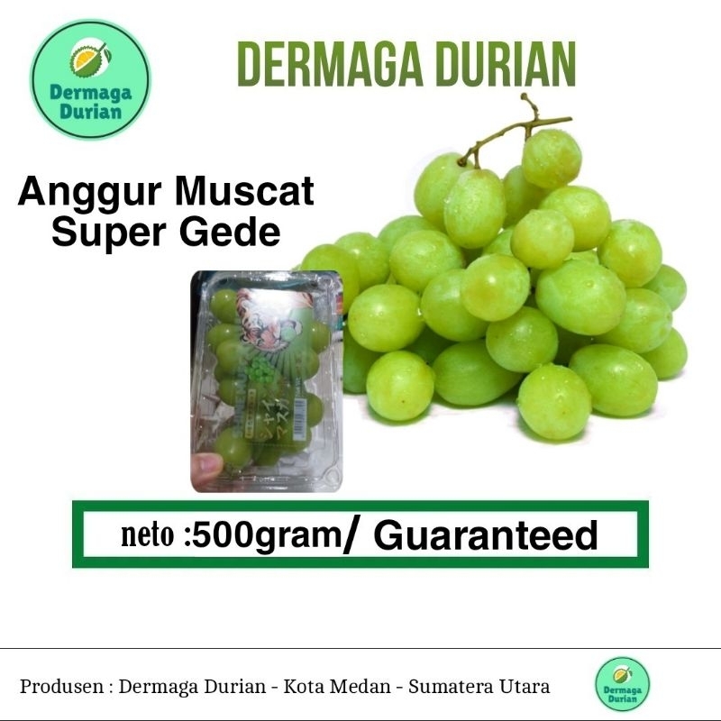 Jual DERMAGA ANGGUR MUSCAT SUPER 500gram / Pack | Shopee Indonesia