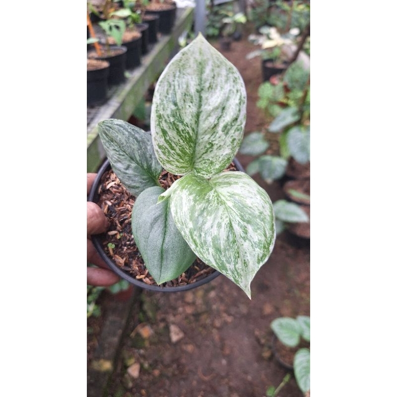 Jual SCINDAPSUS TRUBIMOONLIGHT VARIGATA | Shopee Indonesia