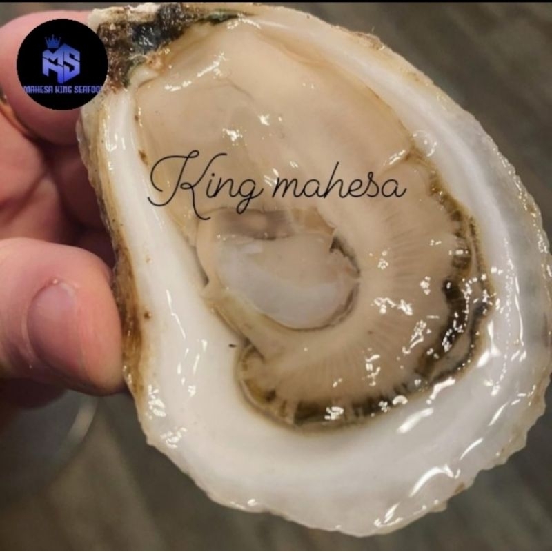 Jual kerang tiram oyster hidup segar | Shopee Indonesia