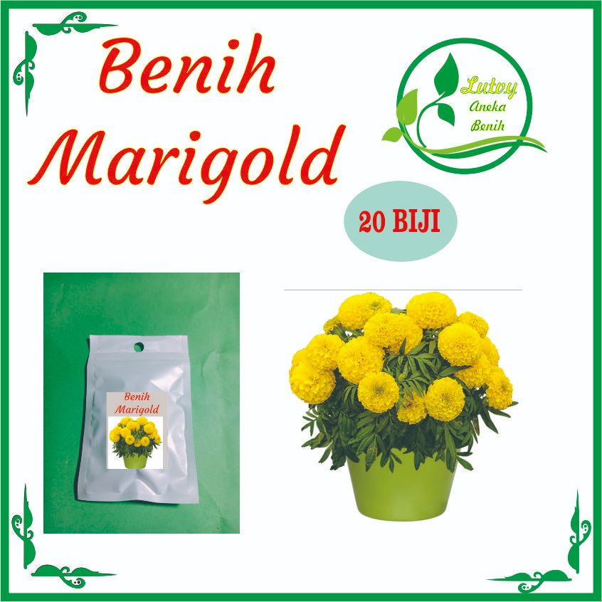 Jual BENIH BUNGA MARYGOLD 20 BIJI | Shopee Indonesia