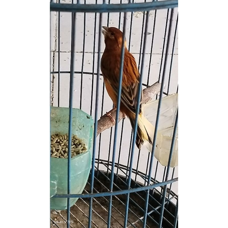 Jual kenari loper blackred gacoran warna istimewa langka | Shopee Indonesia