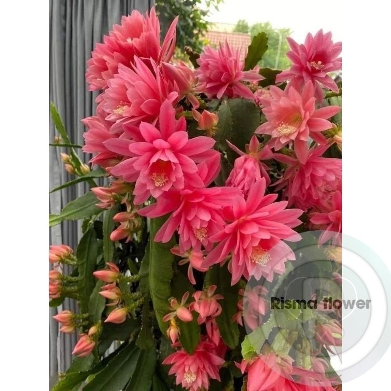 Jual BUNGA WIJAYA KUSUMA PINK BESAR / TANAMAN HIAS POHON WIJAYA KUSUMA ...