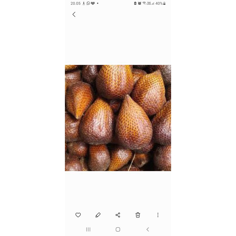 Jual Buah salak 1kg | Shopee Indonesia