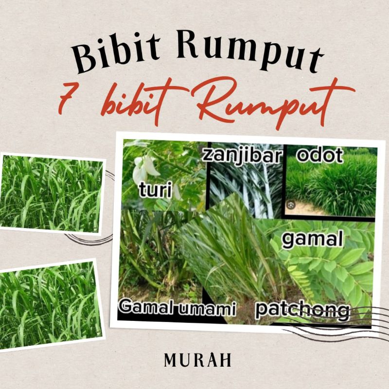 Jual bibit rumput bernutrisi tinggi. odot. red napier. patchong ...