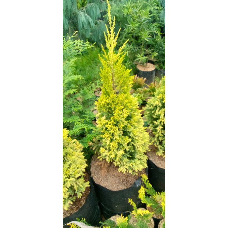 Jual CEMARA LILIN GOLDEN CHINESE SPECIAL EDITIONS 95CM (PROMO) | Shopee ...