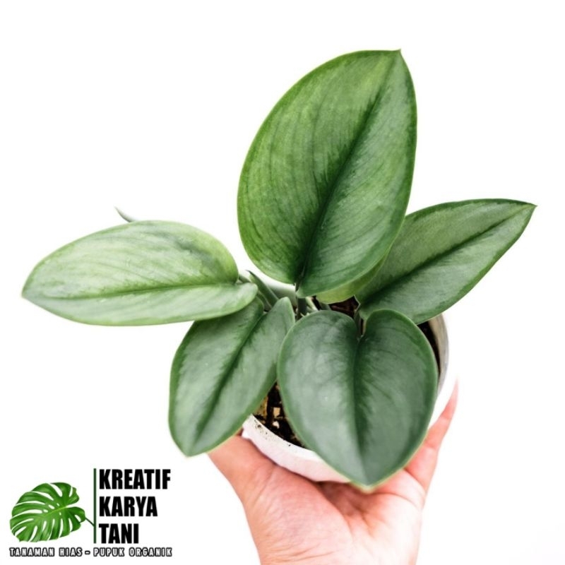 Jual Tanaman sirih susu - Scindapsus treubii moonlight | Shopee Indonesia