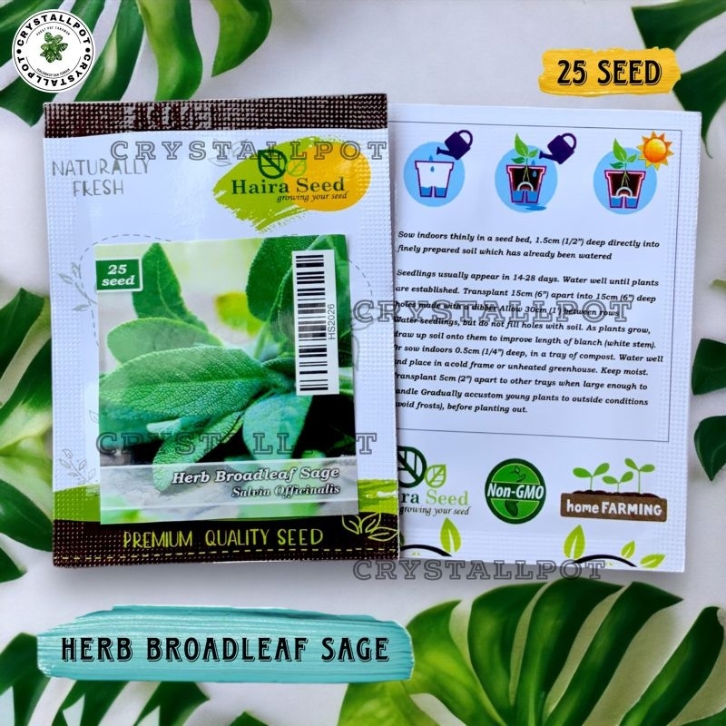 Jual Benih Bibit Herba Broadleaf Sage Haira Seed - HERBA BROADLEAF SAGE ...