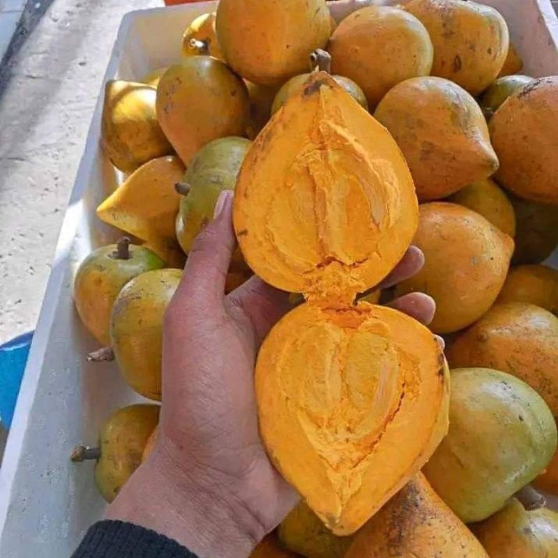 Jual Buah alkesa / sawo mentega 500grm | Shopee Indonesia