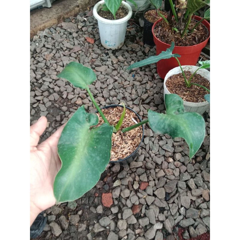 Jual tanaman hias epip marbel 2 kg | Shopee Indonesia