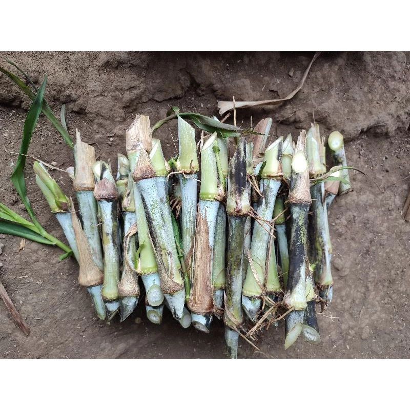 Jual Bibit Rumput GAMA UMAMI 1 kg Daun Halus seperti Odot | Shopee ...