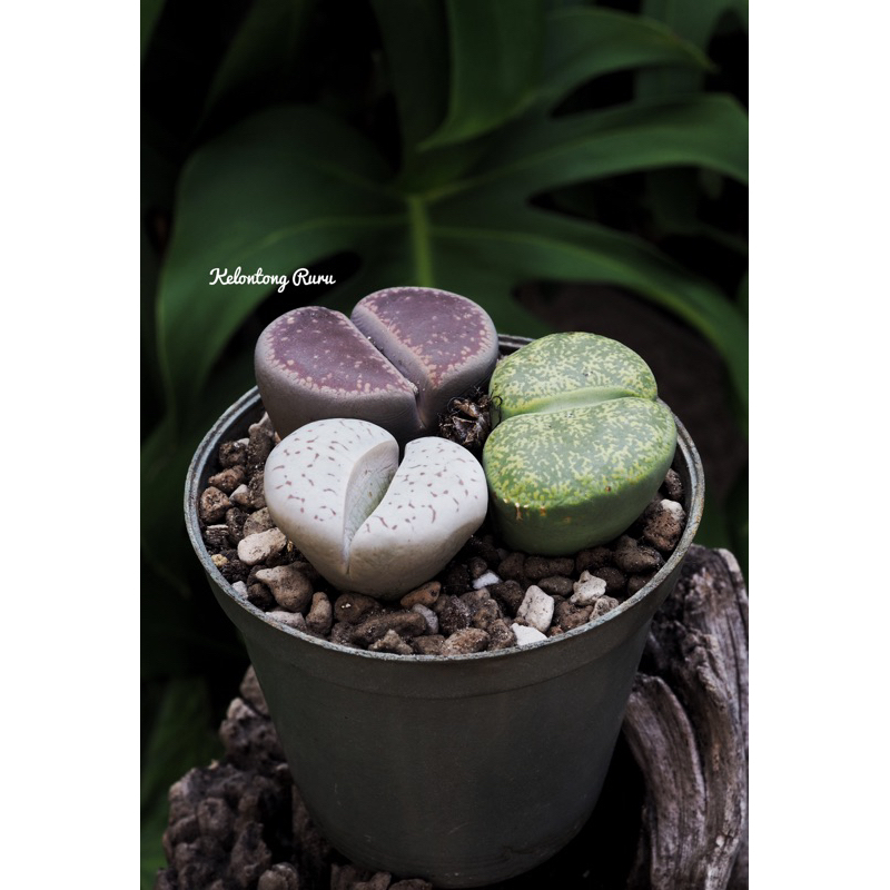 Jual lithops isi 3 size besar | Shopee Indonesia