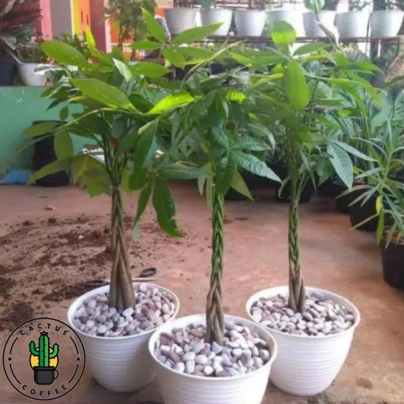 Jual Tanaman Hias Indoor Pacira Kepang 3-6-9 / Tanaman Hidup Pachira ...