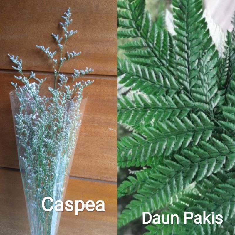 Jual daun caspea dan daun pakis segar | Shopee Indonesia
