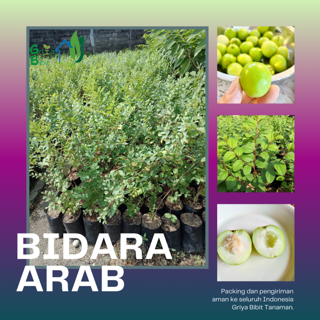 Jual BIBIT BIDARA ARAB ASLI - BIDARA ARAB - BIBIT POHON BIDARA ARAB ...