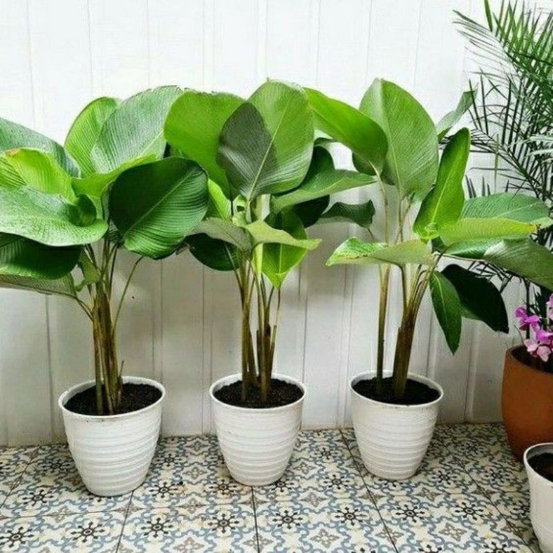 Jual Tanaman Hias lutea Calathea Pisang Ukuran 1meter / Pohon luthea ... Jual Tanaman Hias lutea Calathea Pisang Ukuran 1meter / Pohon luthea ...