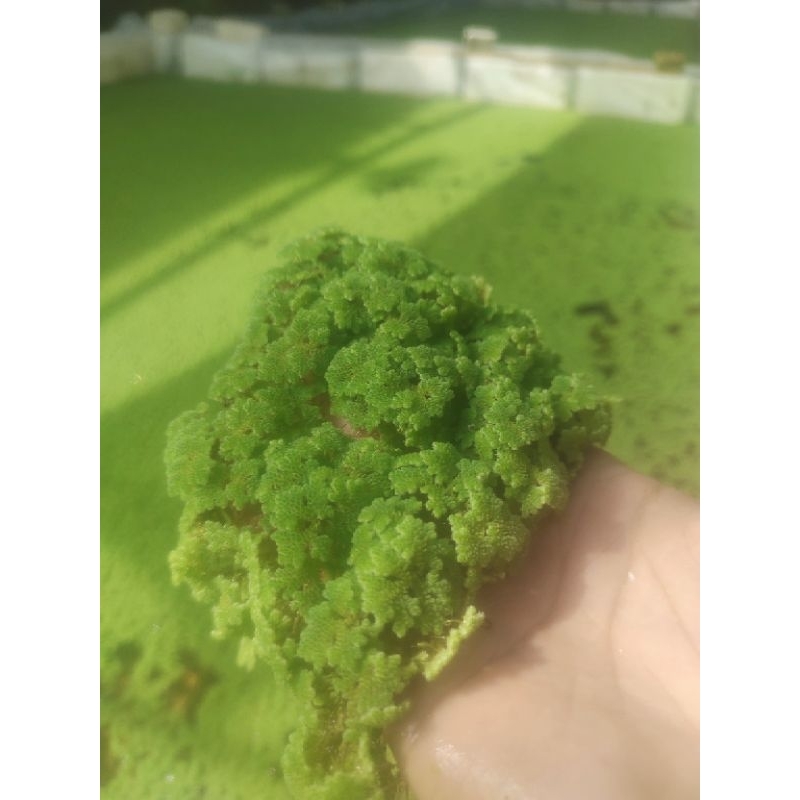 Jual azolla super microphylla 1 kg | Shopee Indonesia