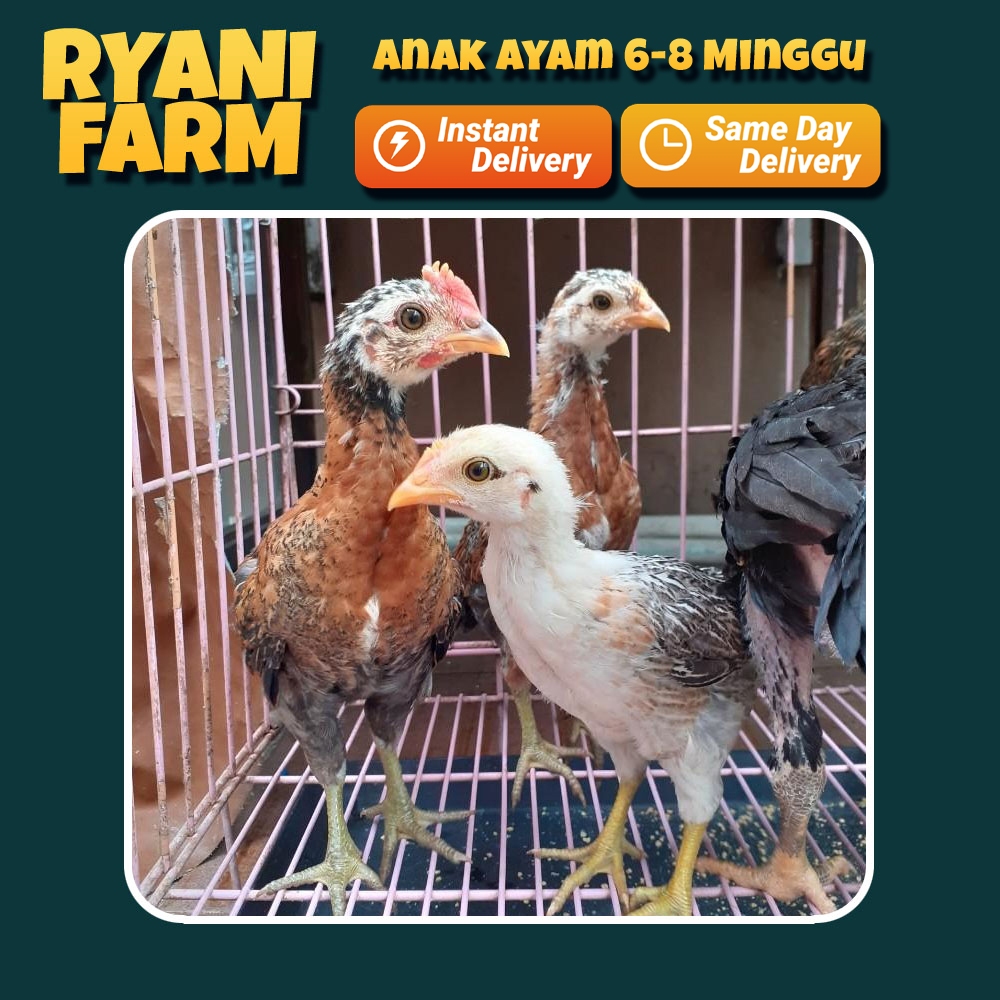 Jual Ryani Farm Ayam Kampung - Ayam Kampung Usia Remaja | Shopee Indonesia