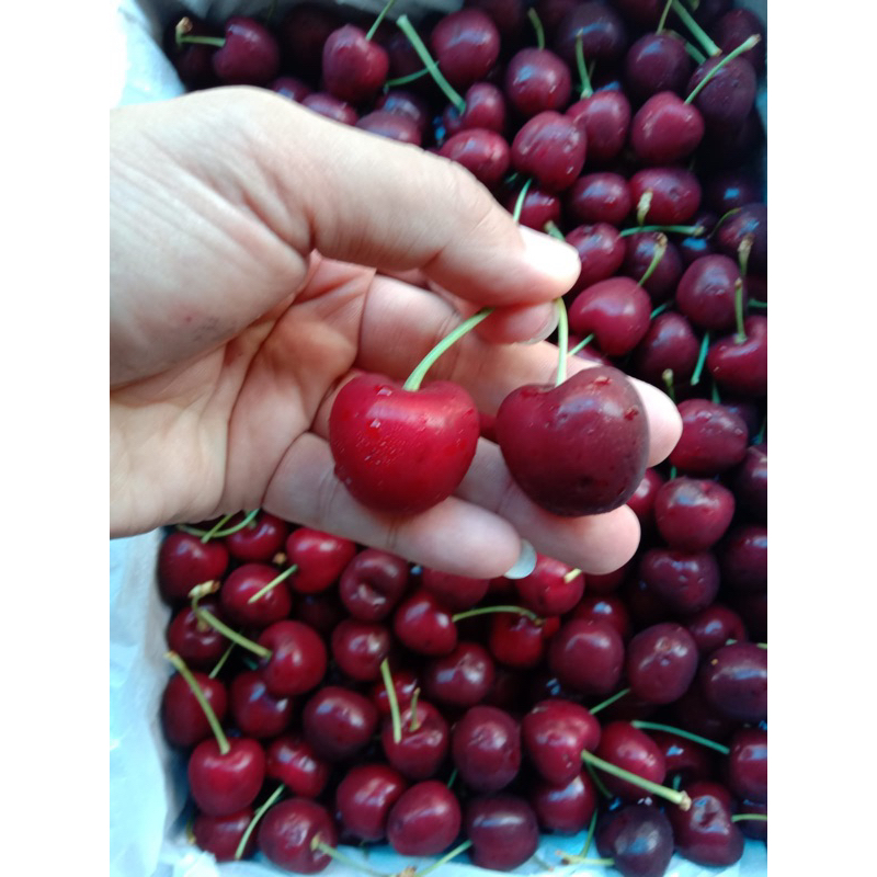 Jual Fresh Cherry Import (bukan frozen) | Shopee Indonesia