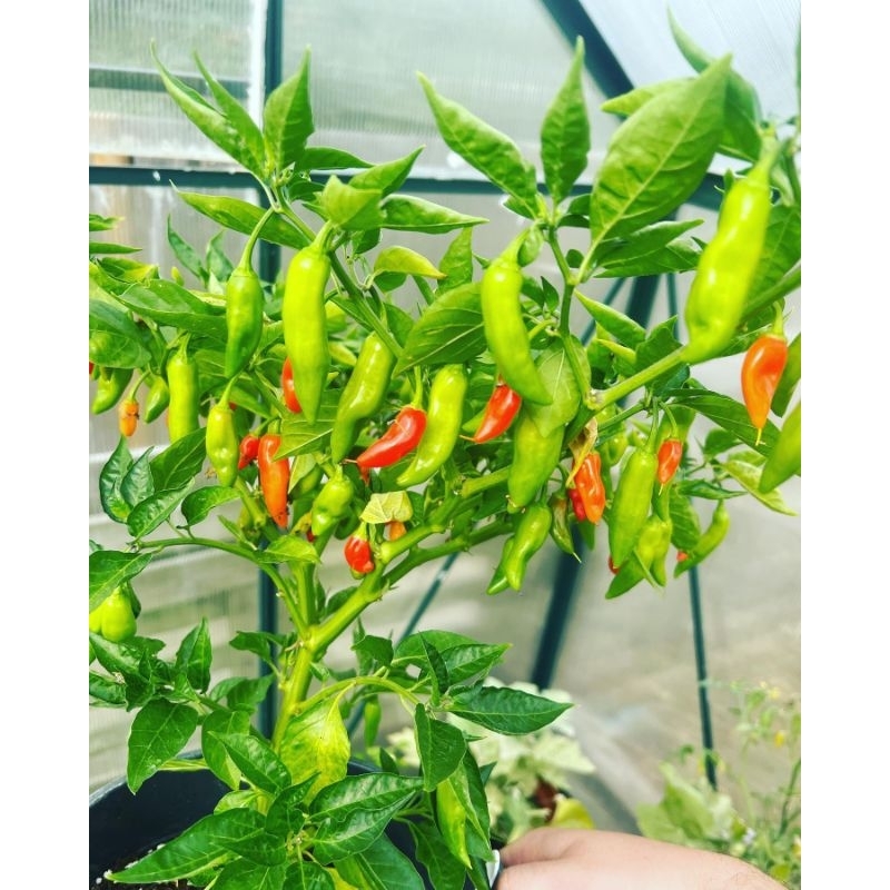 Jual Bibit Cabe Jablay murah / tanaman cabai jablai / cabay rawit pedas ...