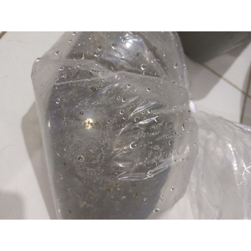 Jual ENCU/NCU/JENTIK PERBALL pakan cupang/ikan kecil | Shopee Indonesia