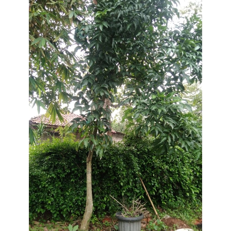 Jual pohon tabebuya bunga ungu batang besar | Shopee Indonesia