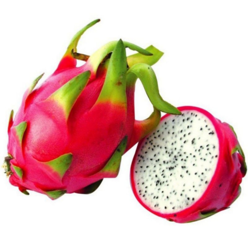 Jual Promo Bibit Tanaman Buah Naga Putih / White Dragon Fruit | Shopee ...