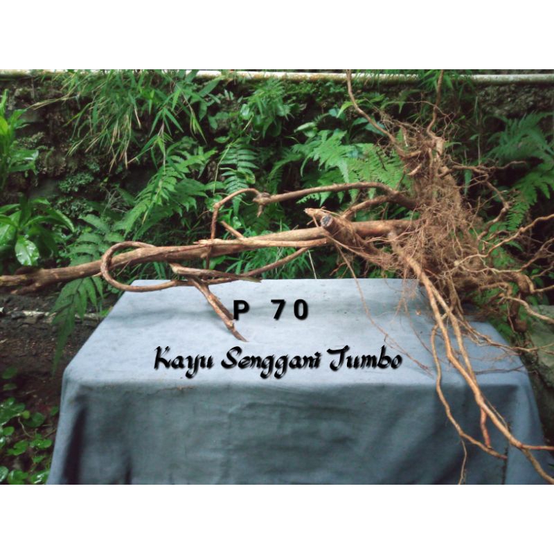 Jual kayu akar senggani Jumbo murah | Shopee Indonesia